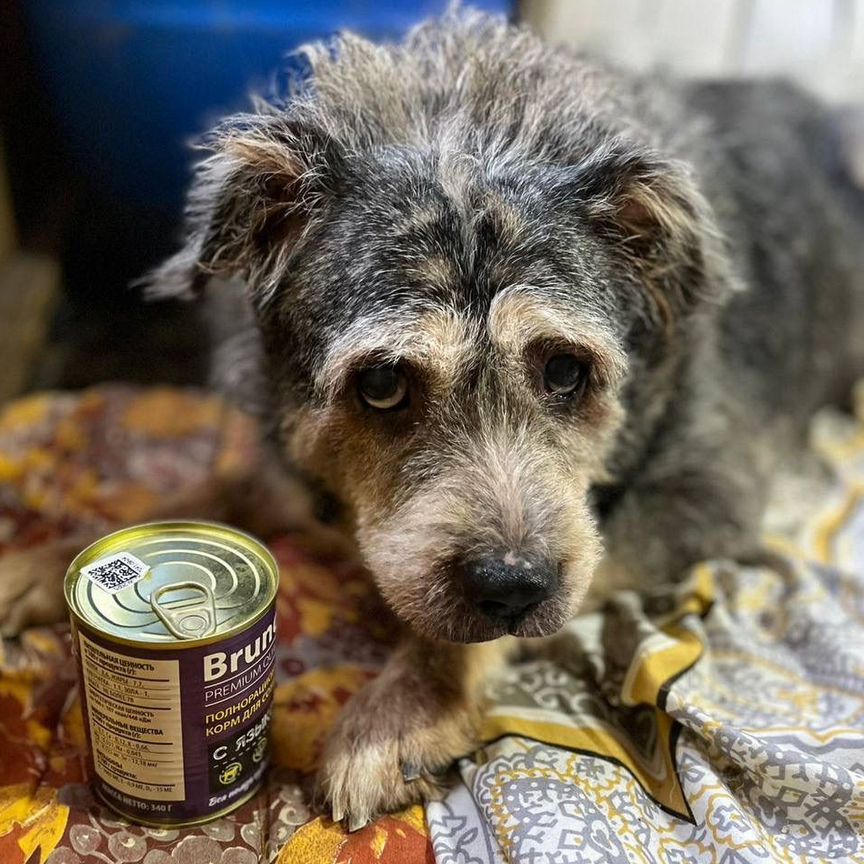 Взрослая собака в добрые руки