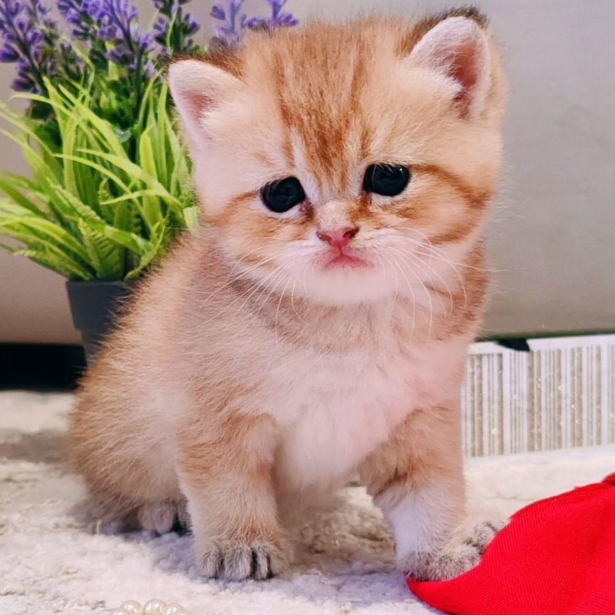 Британские котята золотая шиншилла