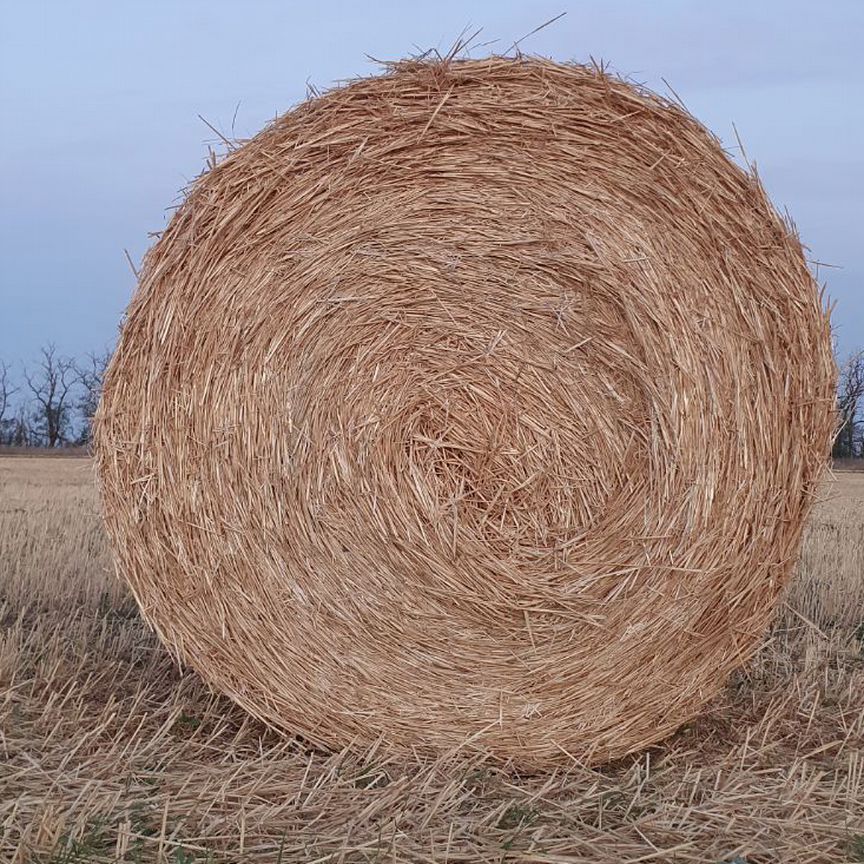 Солома пшеничная в рулонах с доставкой