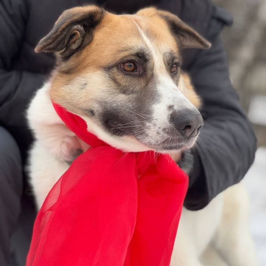 Нежная Скарлет в добрые руки