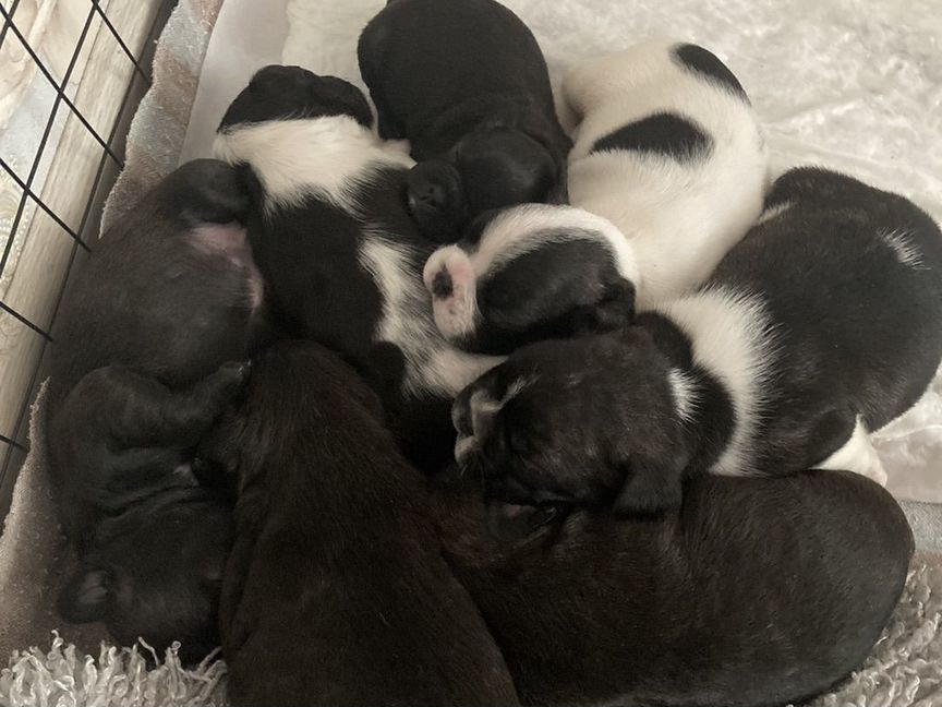 Щенки французского бульдога