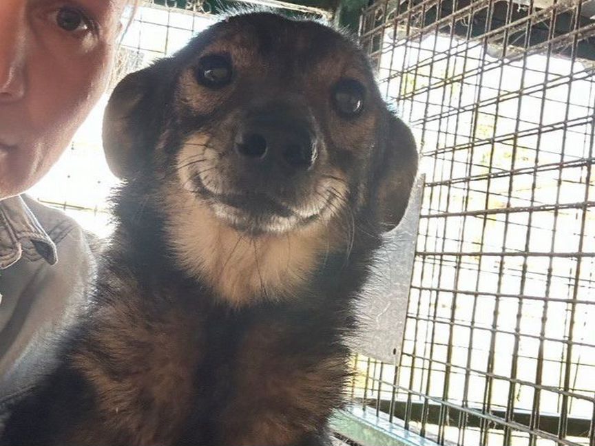 Маленькой собаке не место в приюте