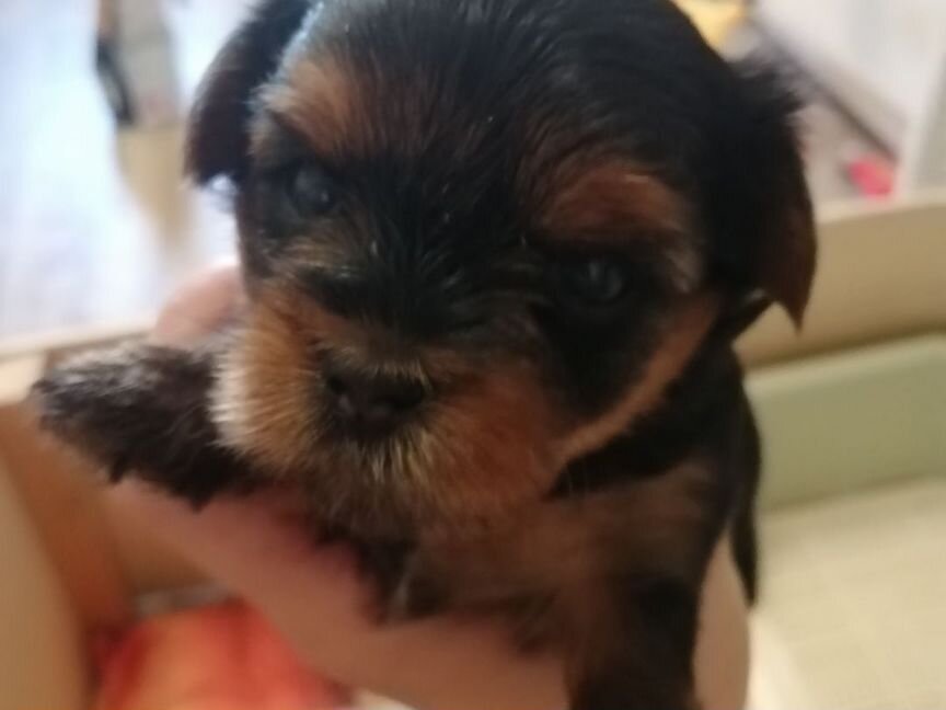 Йоркширский терьер щенки стандарт