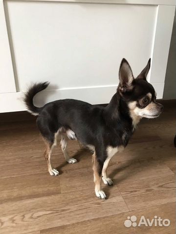 Вязка кобель чихуахуа