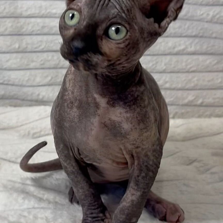 Девочка эльфочка