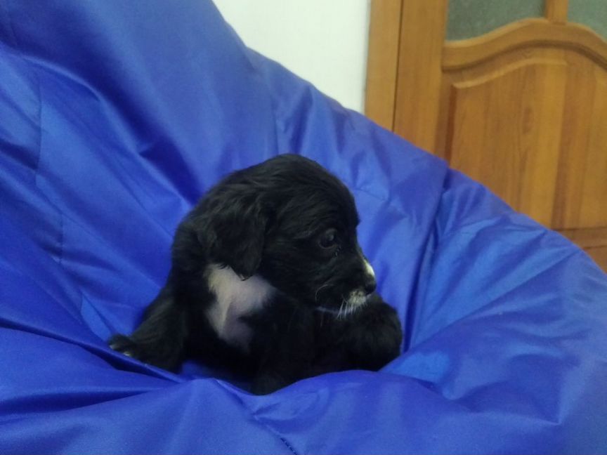 Малыши Спаниеля