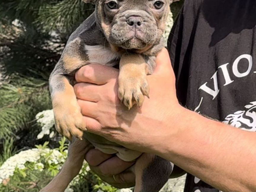 Французский бульдог лиловая красотуля