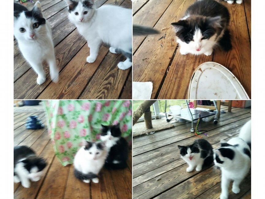Котята в добрые руки