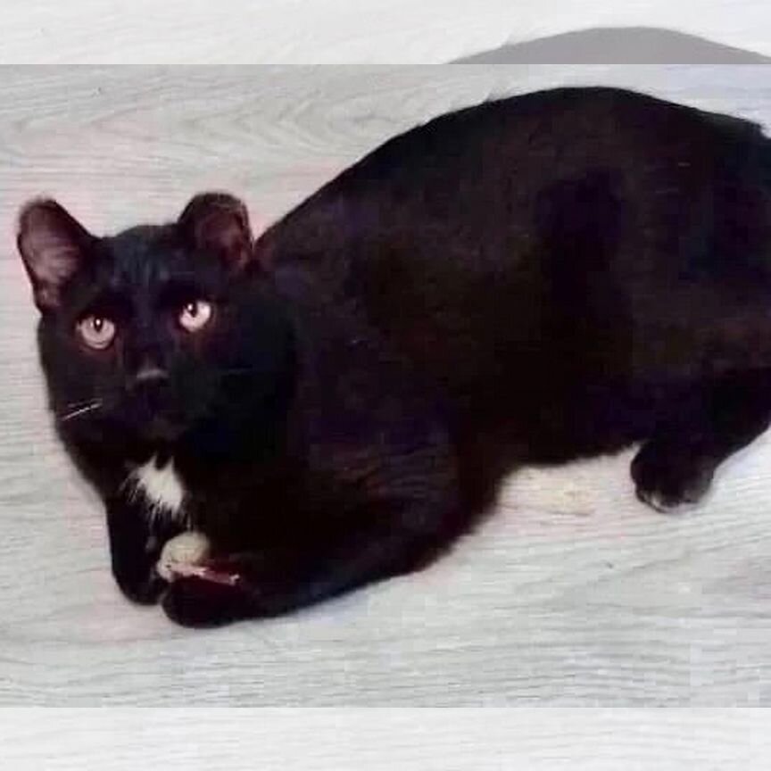 Взрослый кот в добрые руки