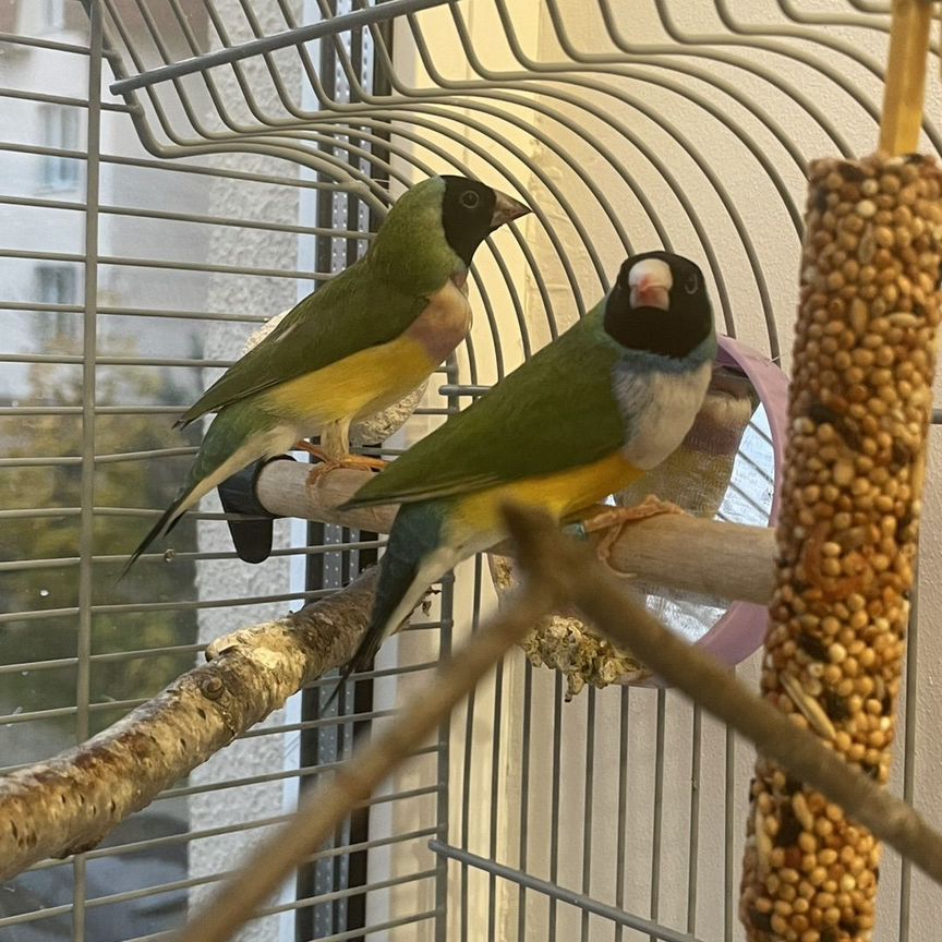 Амадина гульда, мальчик