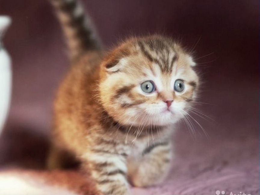Вислоухие котята девочки