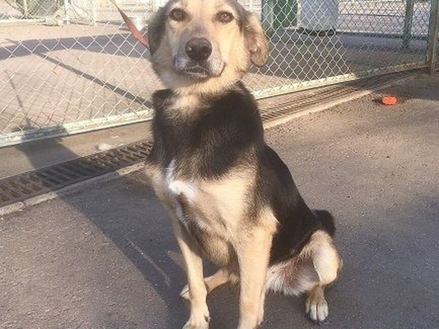 Неженка хрупкая Джекки мерзнет сейчас в приюте