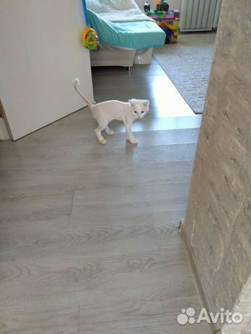 Голубоглазый котенок ищет добрую семью