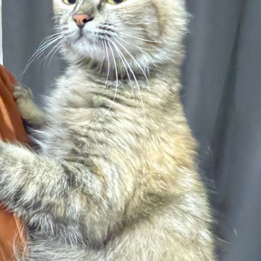 Кошка в добрые руки