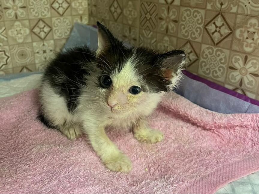 Маленький котёнок-ребёнок