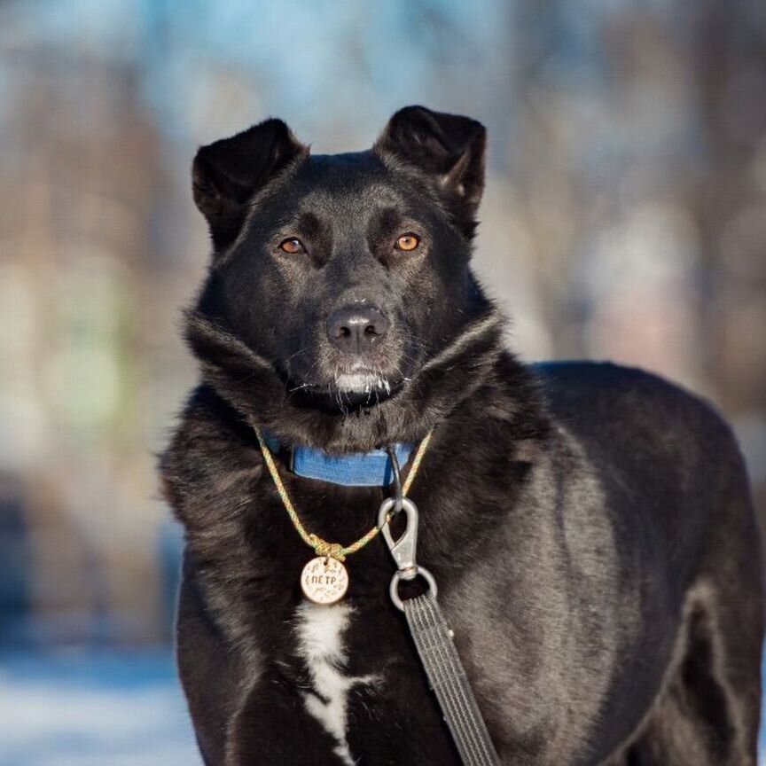 Черная собака в добрые руки