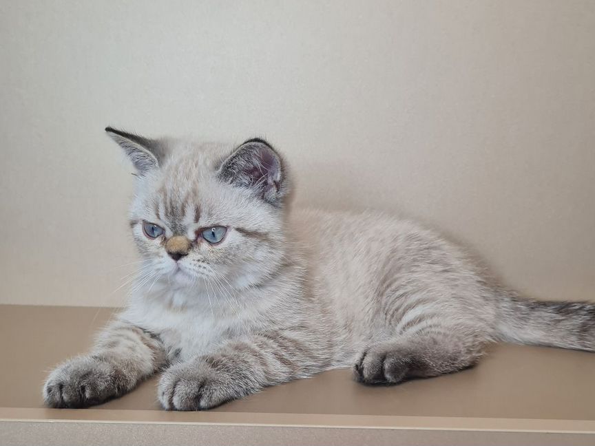 Экзот котёнок