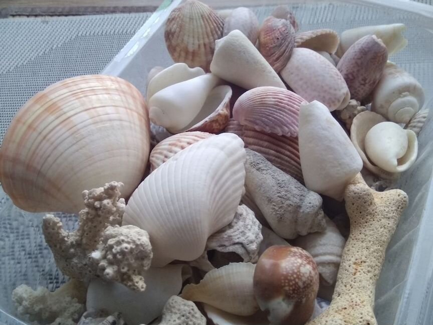Ракушки морские