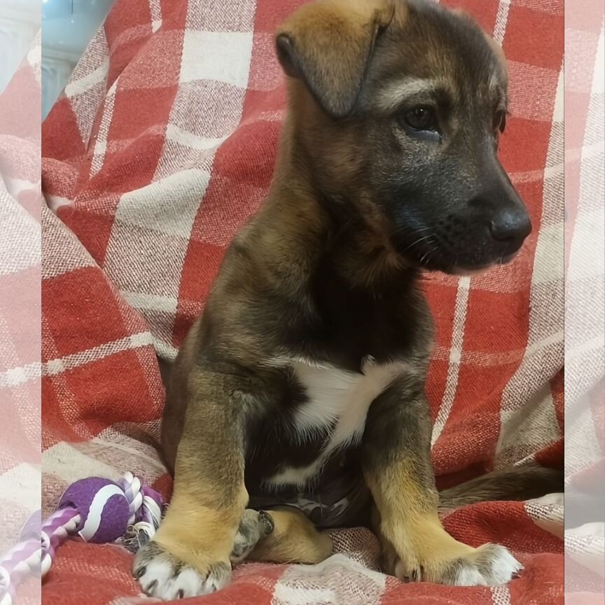 Щенок в добрые руки