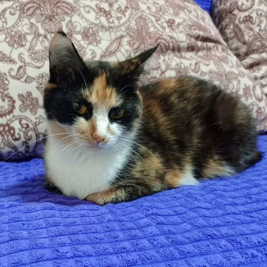 Кошечка