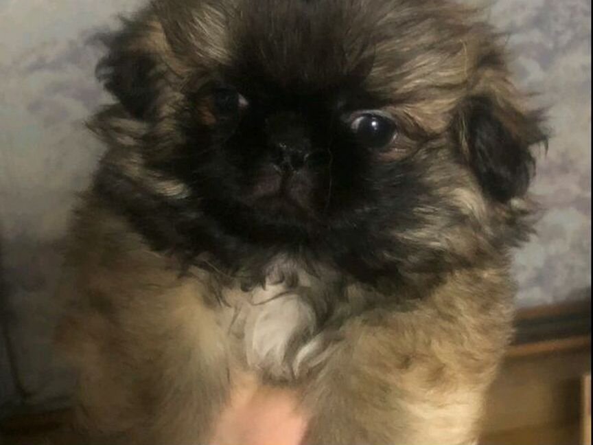 Щенки пекинеса