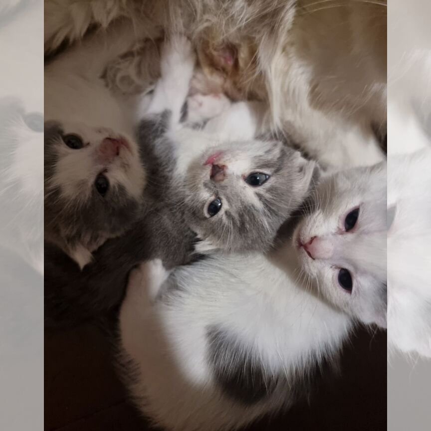 Канадский сфинкс котёнок