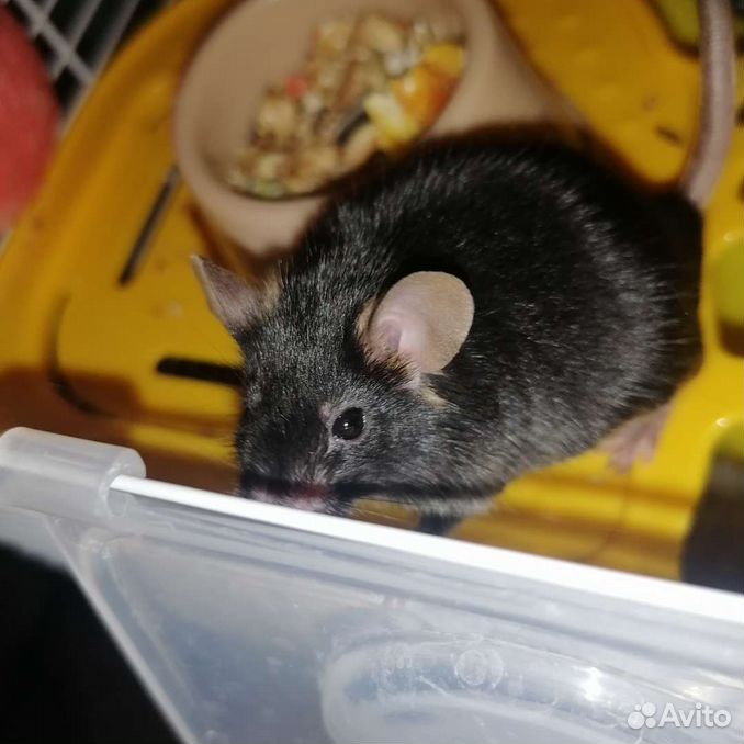 Мышь мальчик 9 месяцев