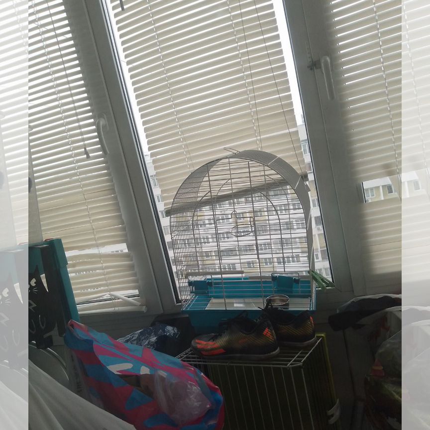 Волнистик самка и клетка