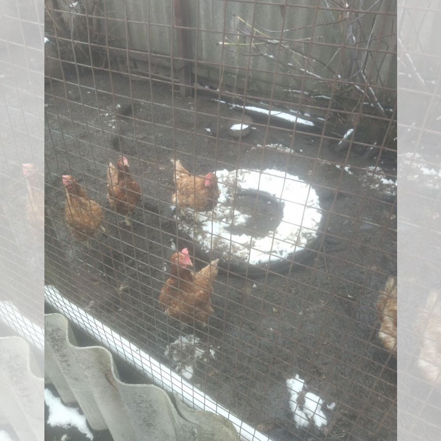 Куры несушки