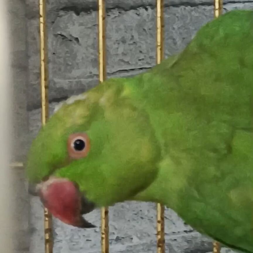 Попугай ожереловый