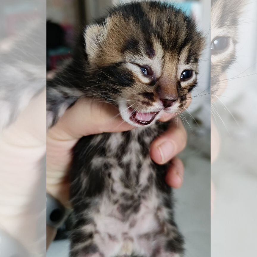 Бенгальские котята
