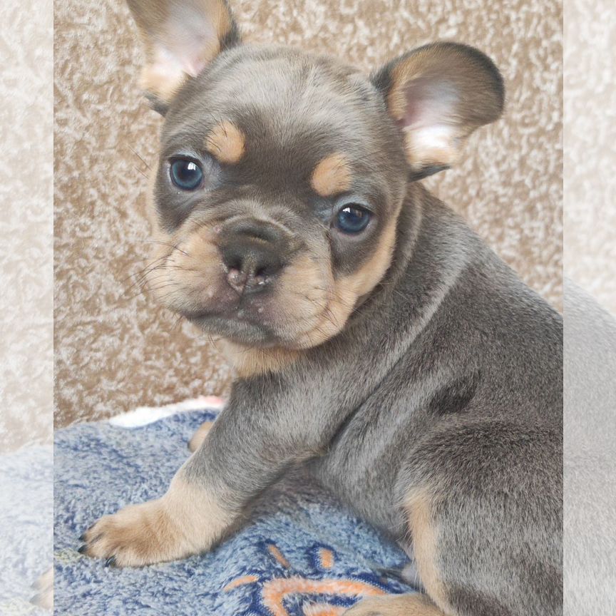 Сладкие пупсики Французского бульдога