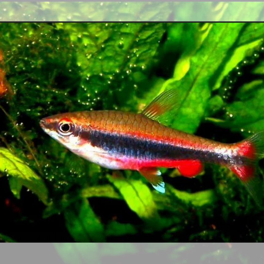 Нанностомус бекфорда красный - Nannostomus beckfor