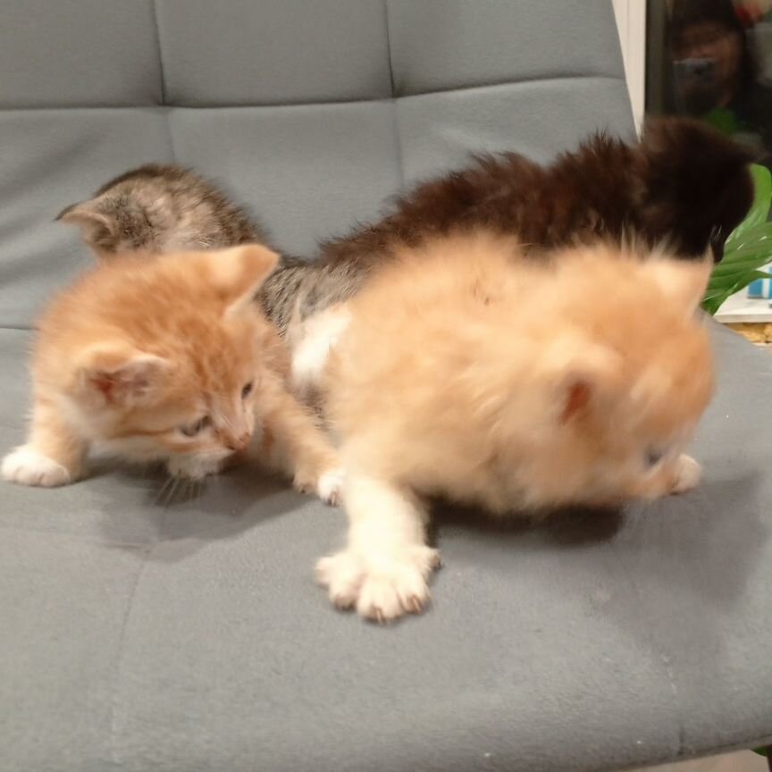 Котёнок в добрые руки