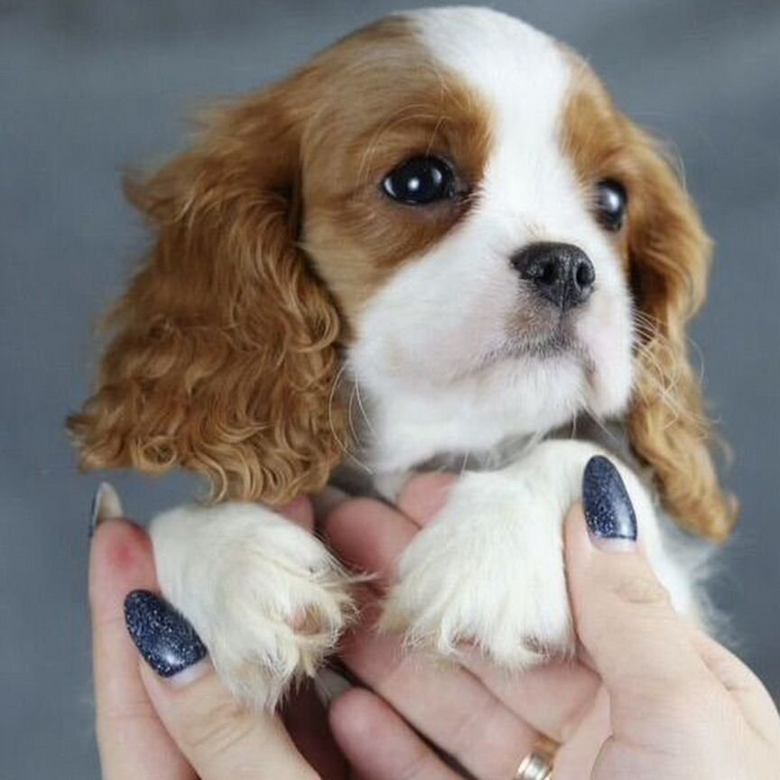 Сказочная красотка кавалер кинг чарльз бленхейм