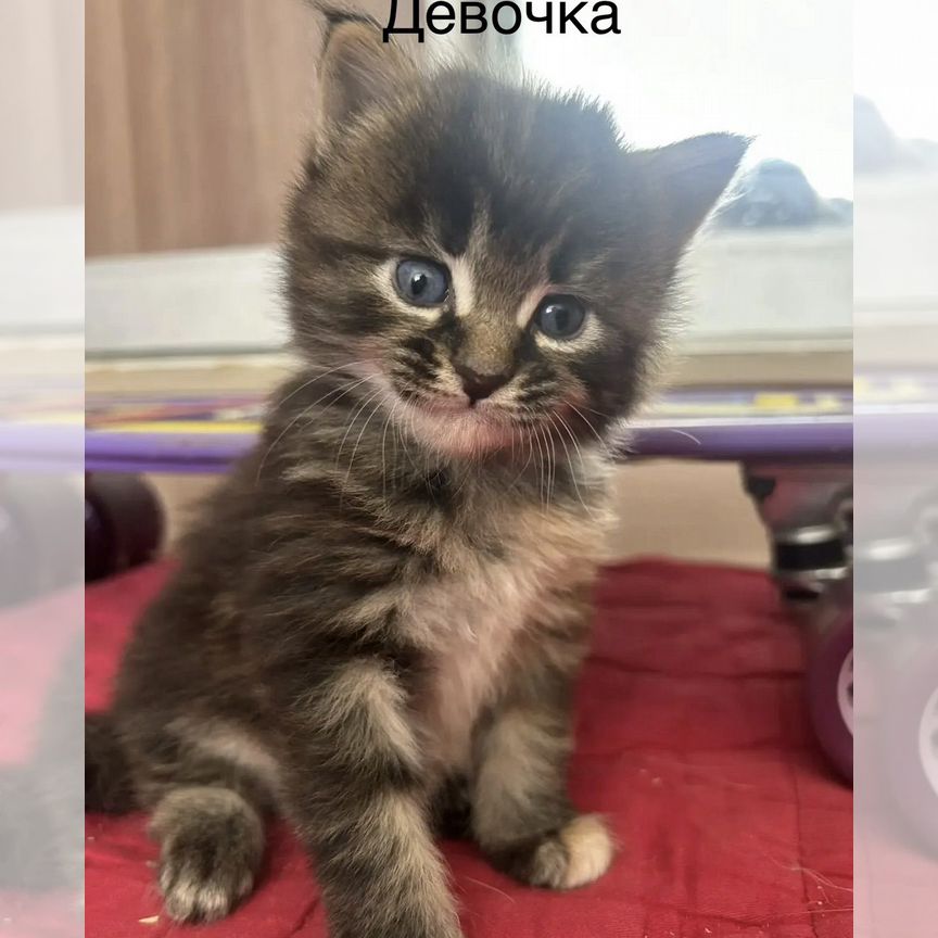 Мейн-кун котёнок