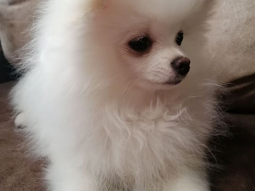 Немецкий шпиц