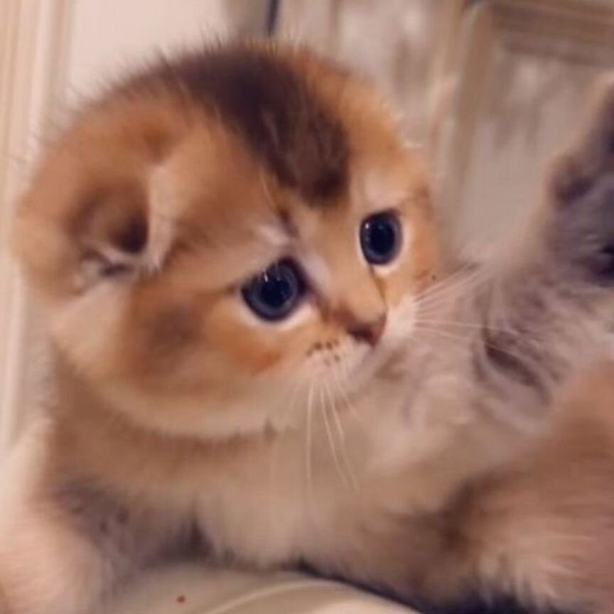Шотландские золотые шиншиллы котята