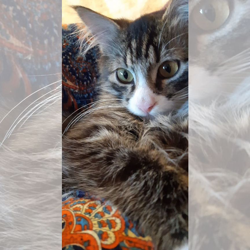 Котёнок в добрые руки