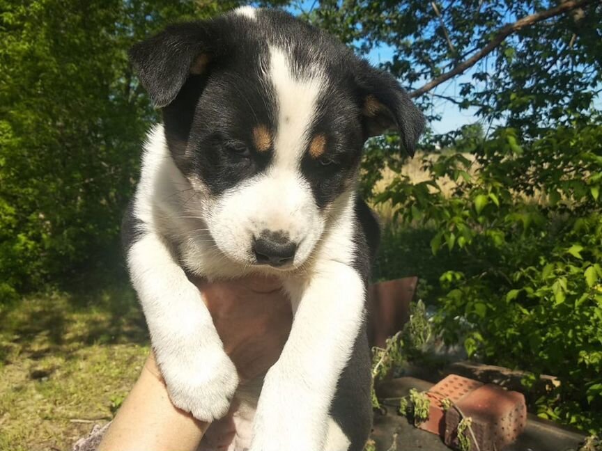 Сима - суперщенок