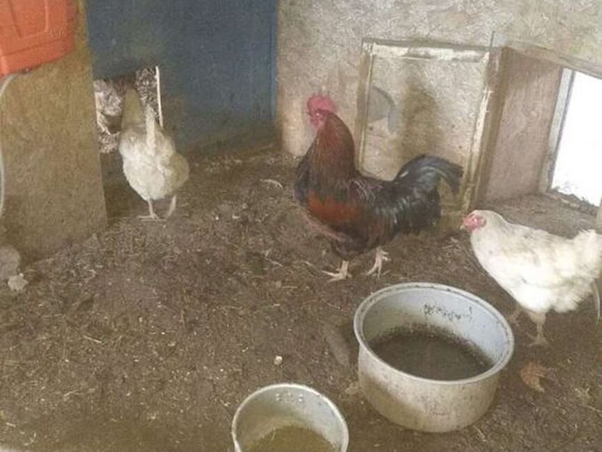 Продаются петухи молодые и гуси