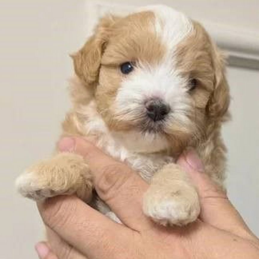 Мальтипу, щенок