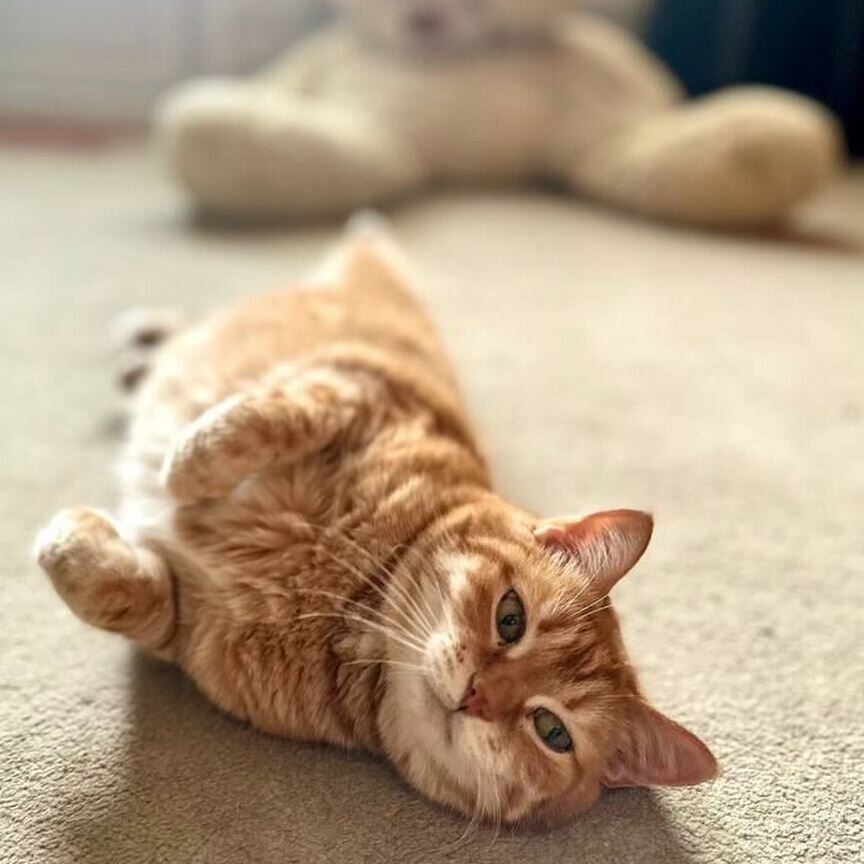 Взрослый кот в добрые руки