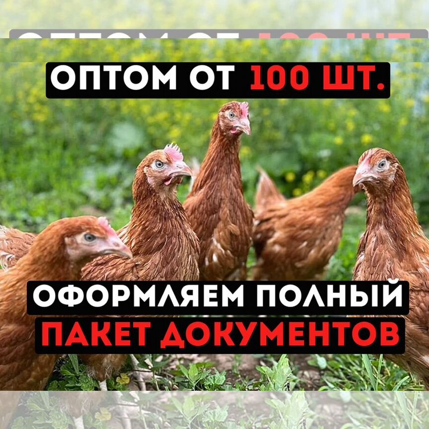 Курицы несушки оптом от производителя с доставкой