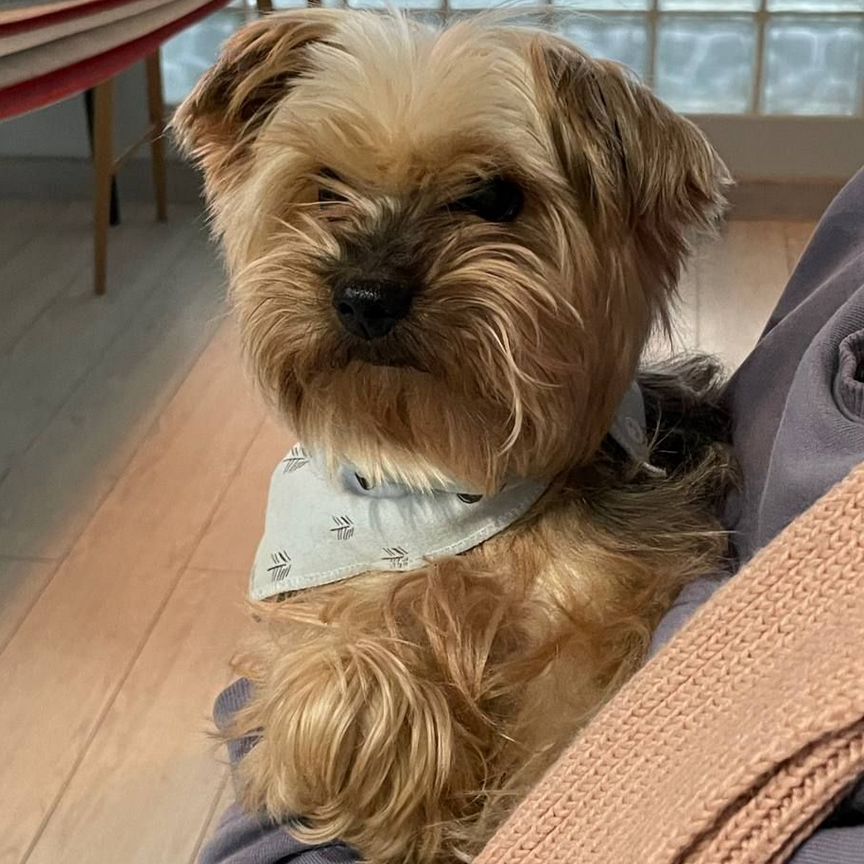 Йоркширский терьер, взрослый пёс