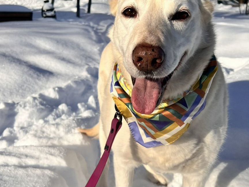 Собака взрослая в добрые руки метис лабрадора