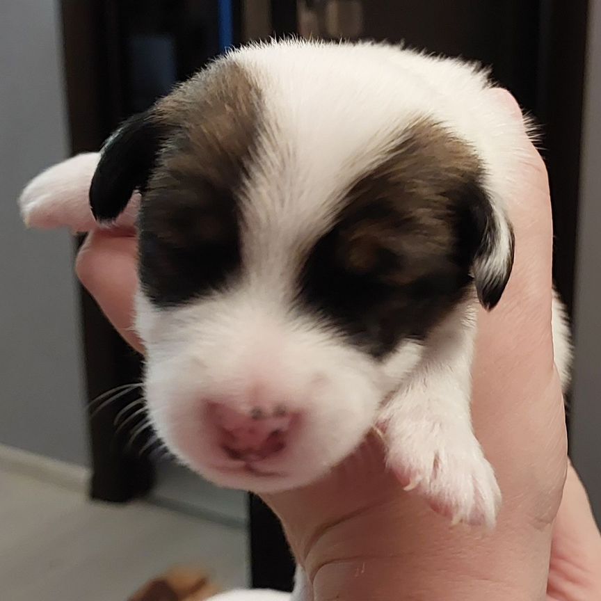 Щенки джек рассел терьер