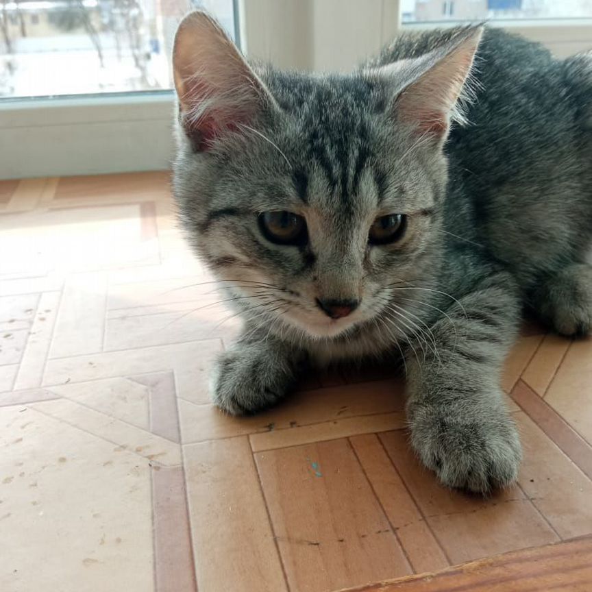 Котик в добрые руки