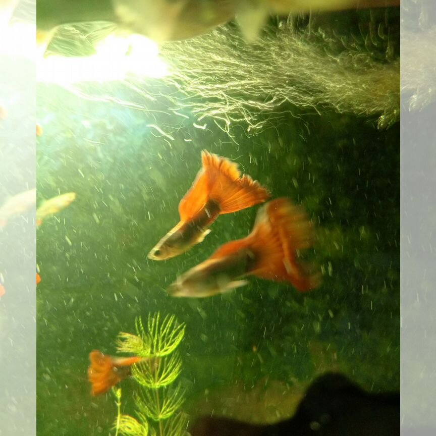 Рыбки гуппи