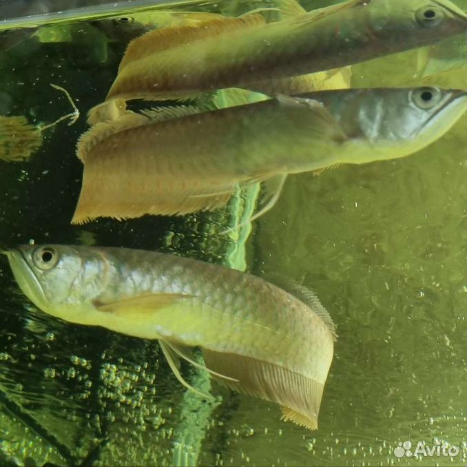 Арована Аравана серебряная